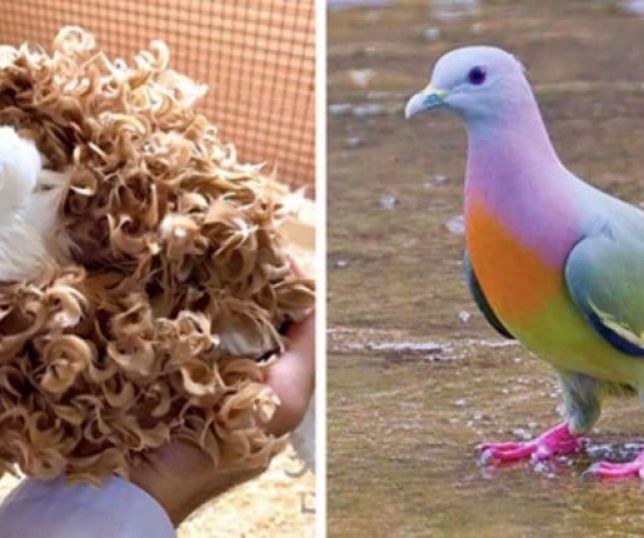Notícias | Confira as 33 das mais bonitas raças de pombo do mundo ...