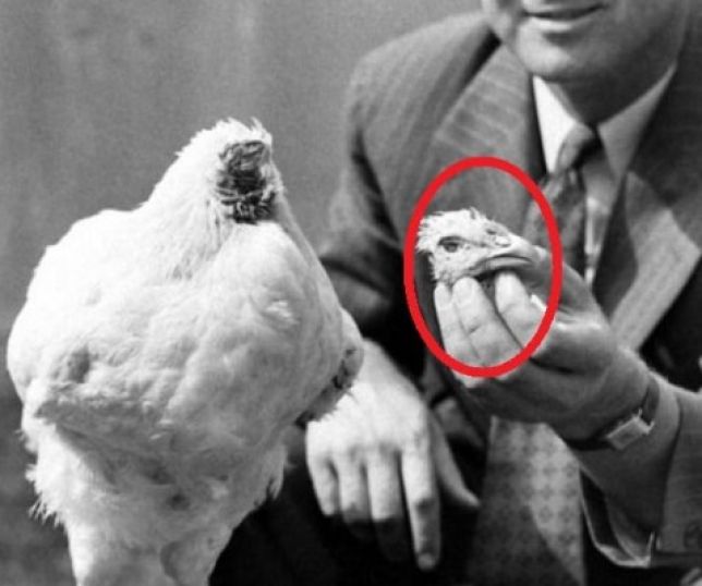 Notícias | Mike: conheça a história do frango que viveu 18 meses sem ...