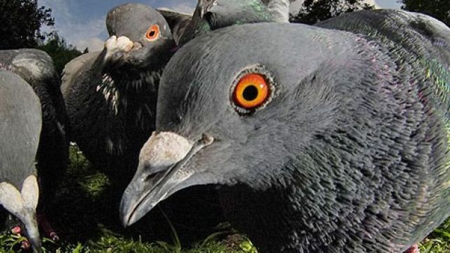 Notícias | Como cocô de pombo ajudou a confirmar a teoria do big bang ...