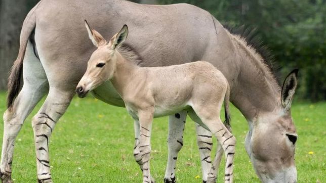 Notícias | Fato raro: burro com 'pernas de zebra' nasce em zoológico do ...